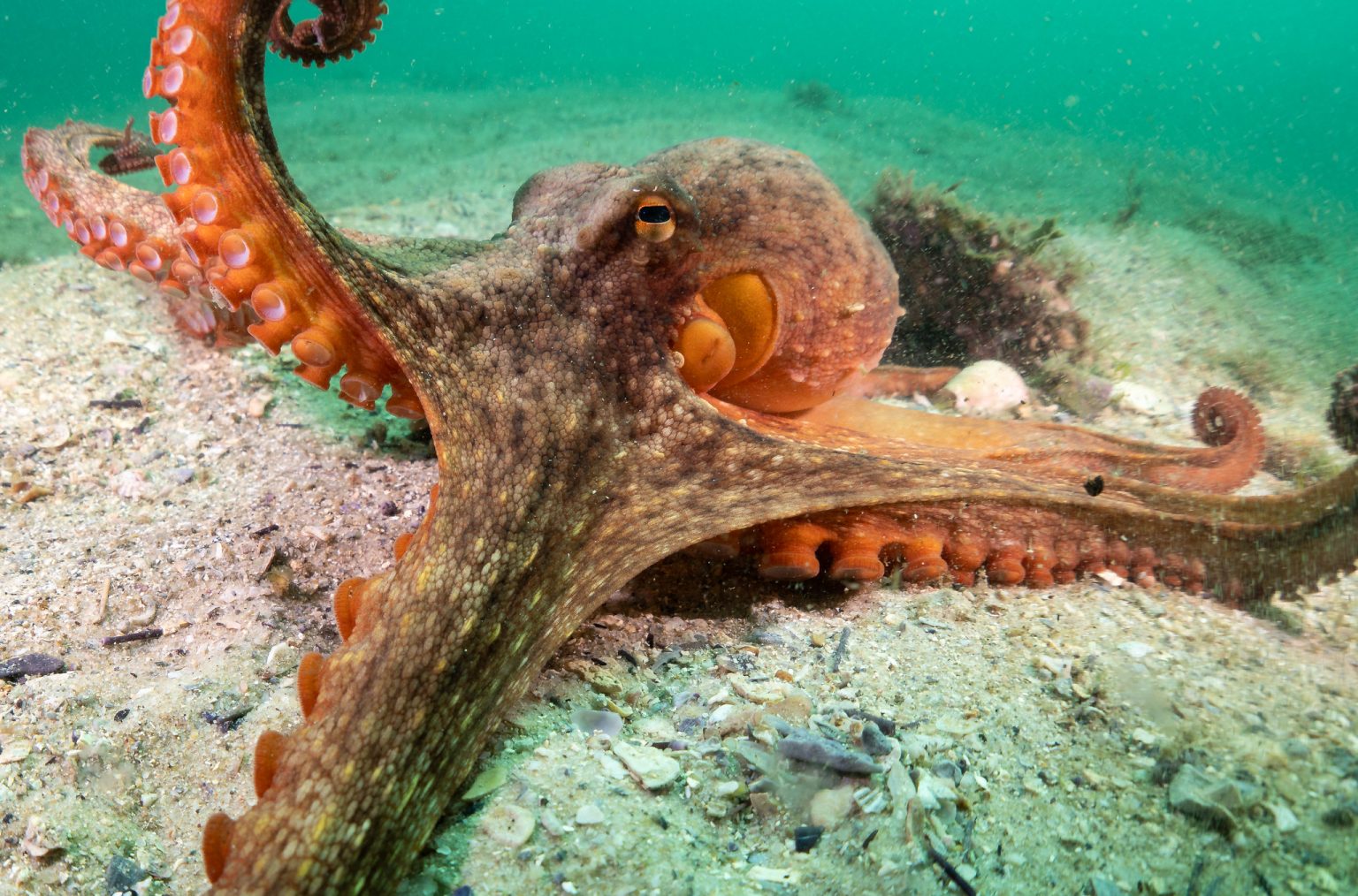 World Octopus Day is on the October 8th every year