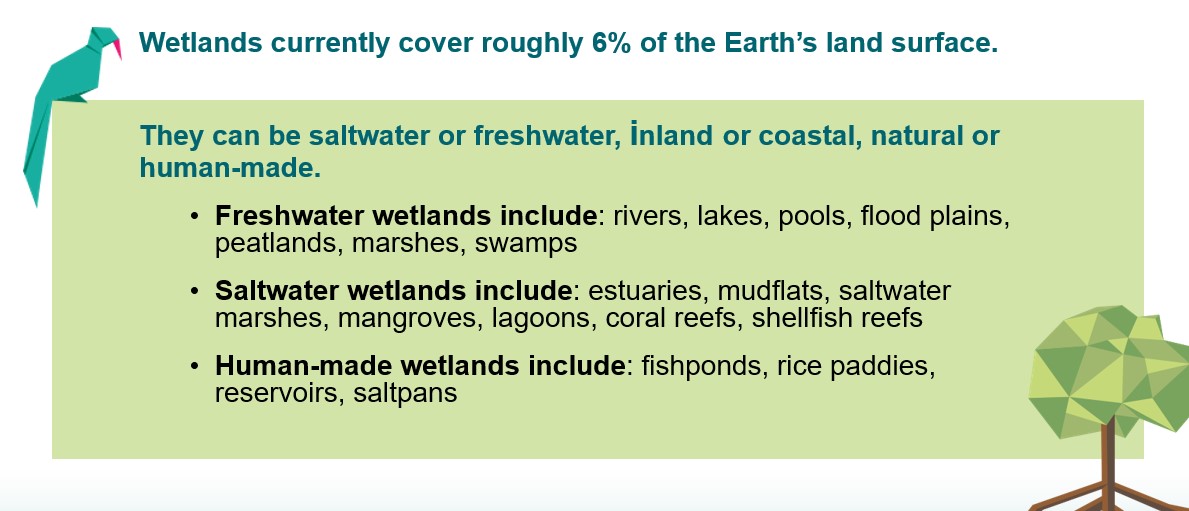 What are Wetlands and why are they important?