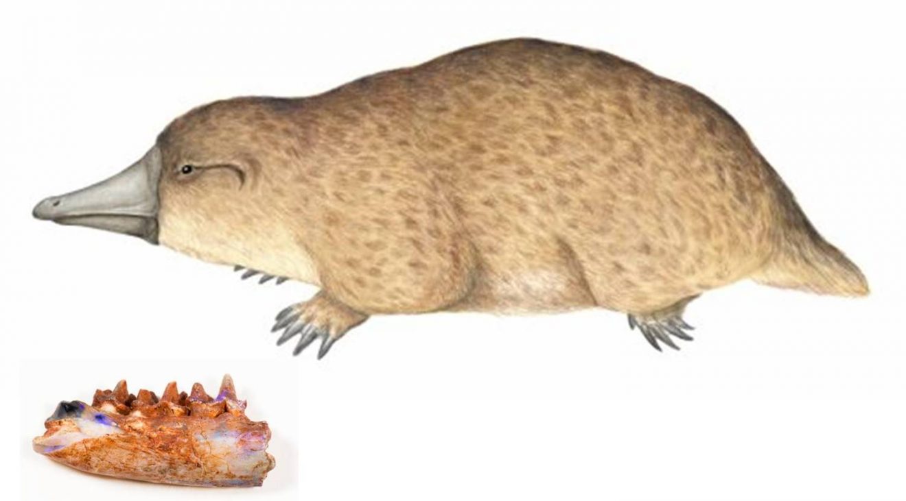 Megafauna Mysteries: a hands on scientific investigation