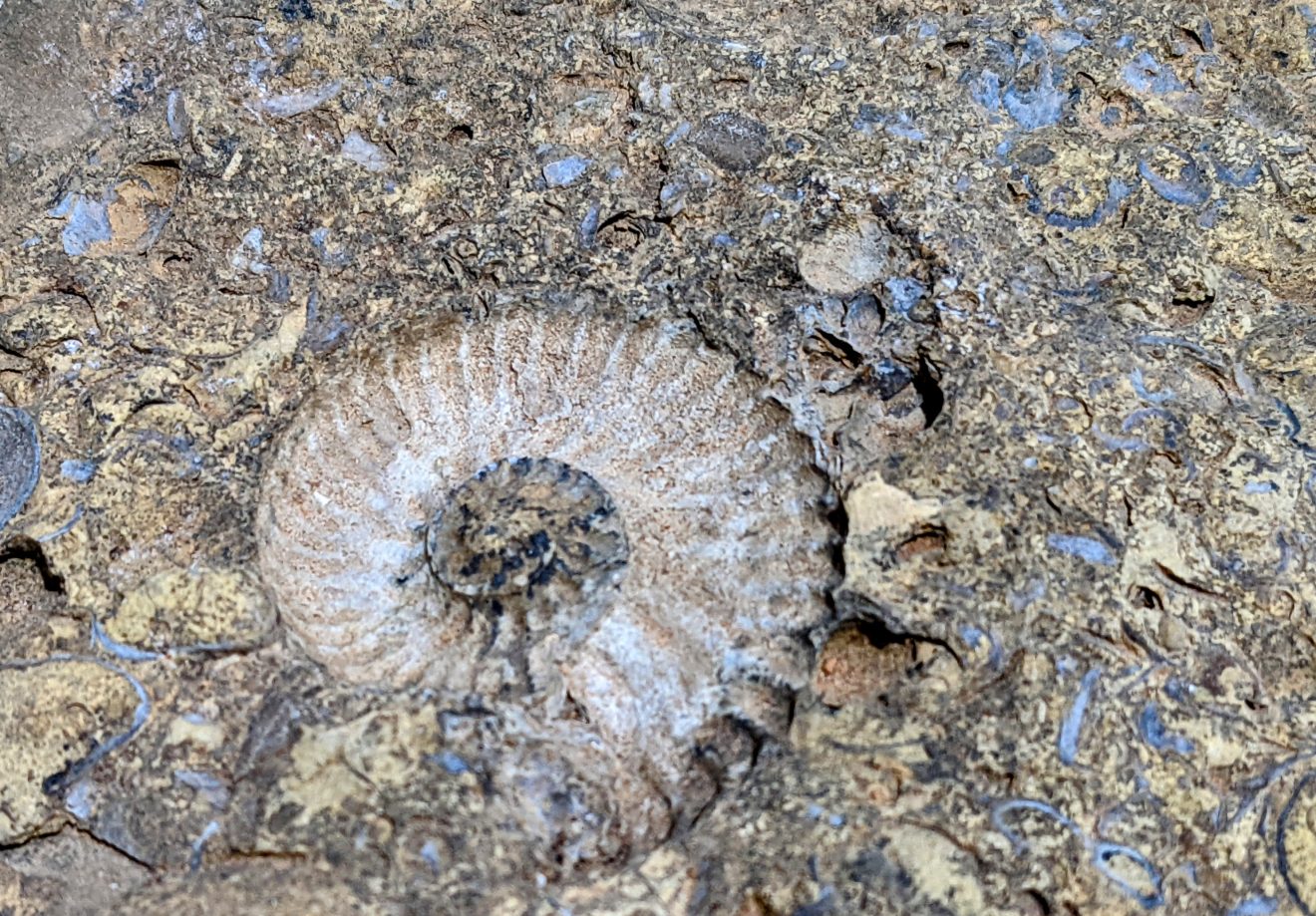Eromanga Sea covered inland Australia 110 mya