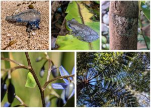 Plant and Animal Adaptations