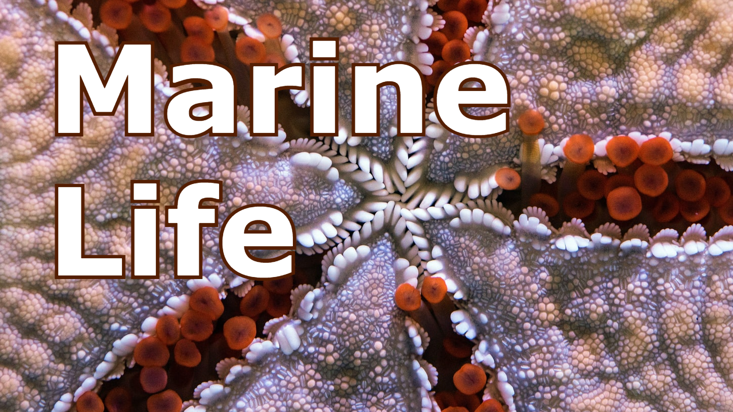 SeaWeek 2023: Planet Ocean