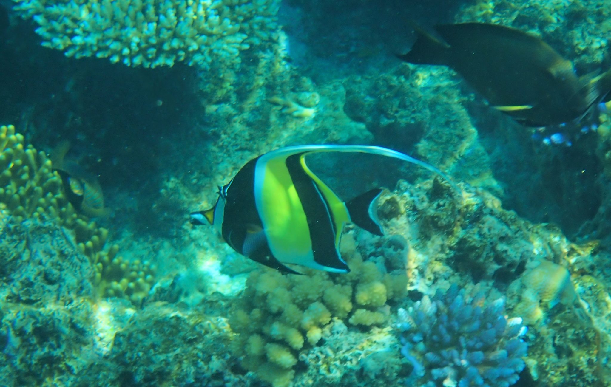 Unveiling the Wonders of the Great Barrier Reef