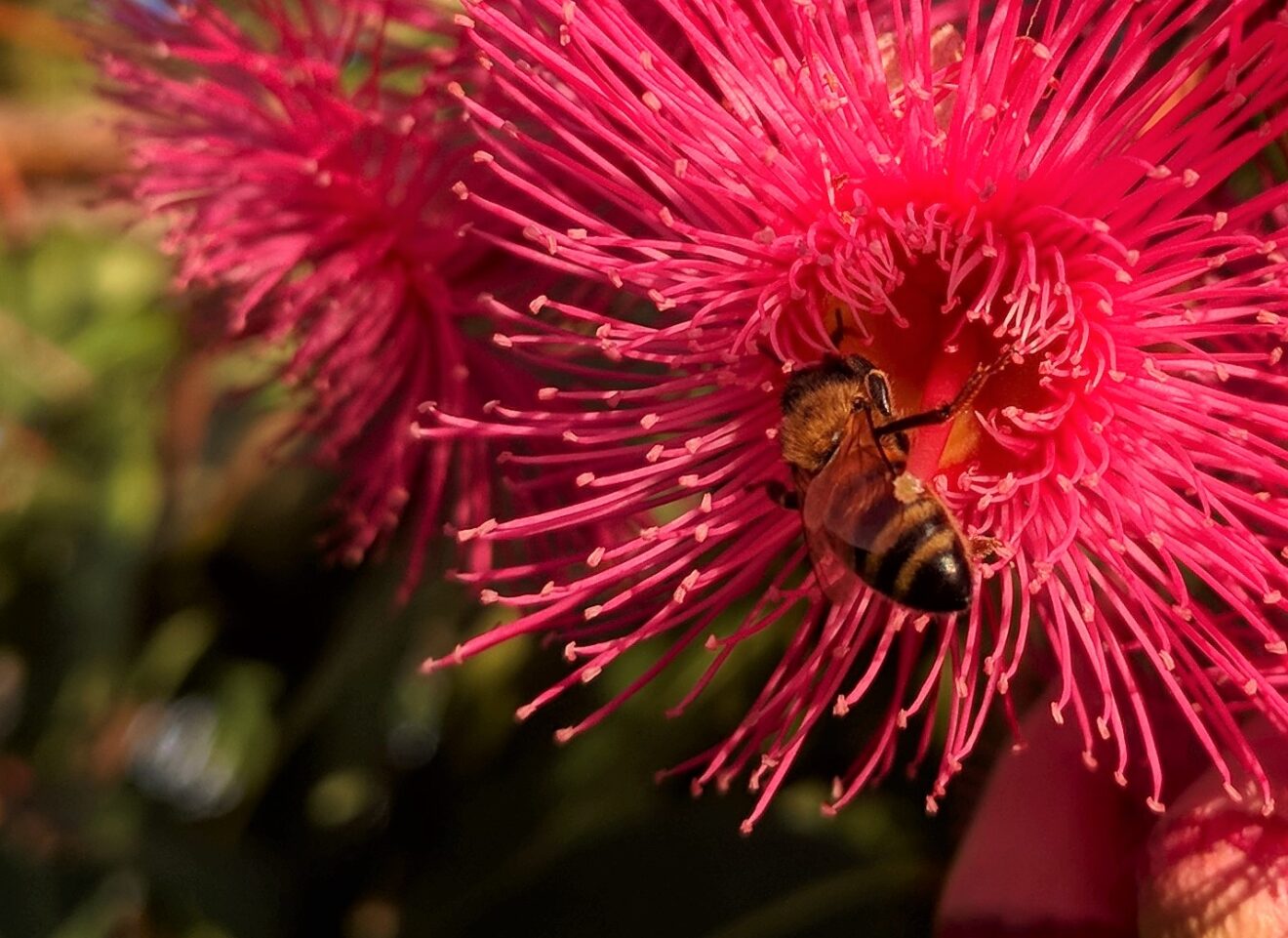 Pollinators the unsung heroes