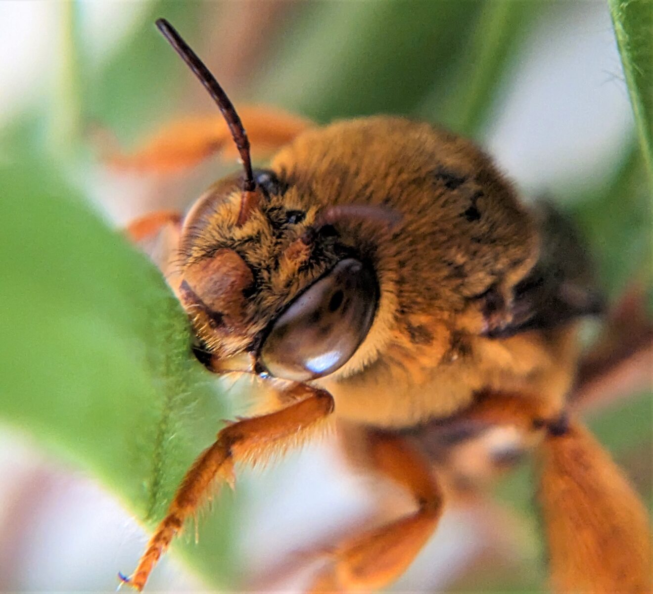 Honouring our Fuzzy Pollinators on World Bee Day