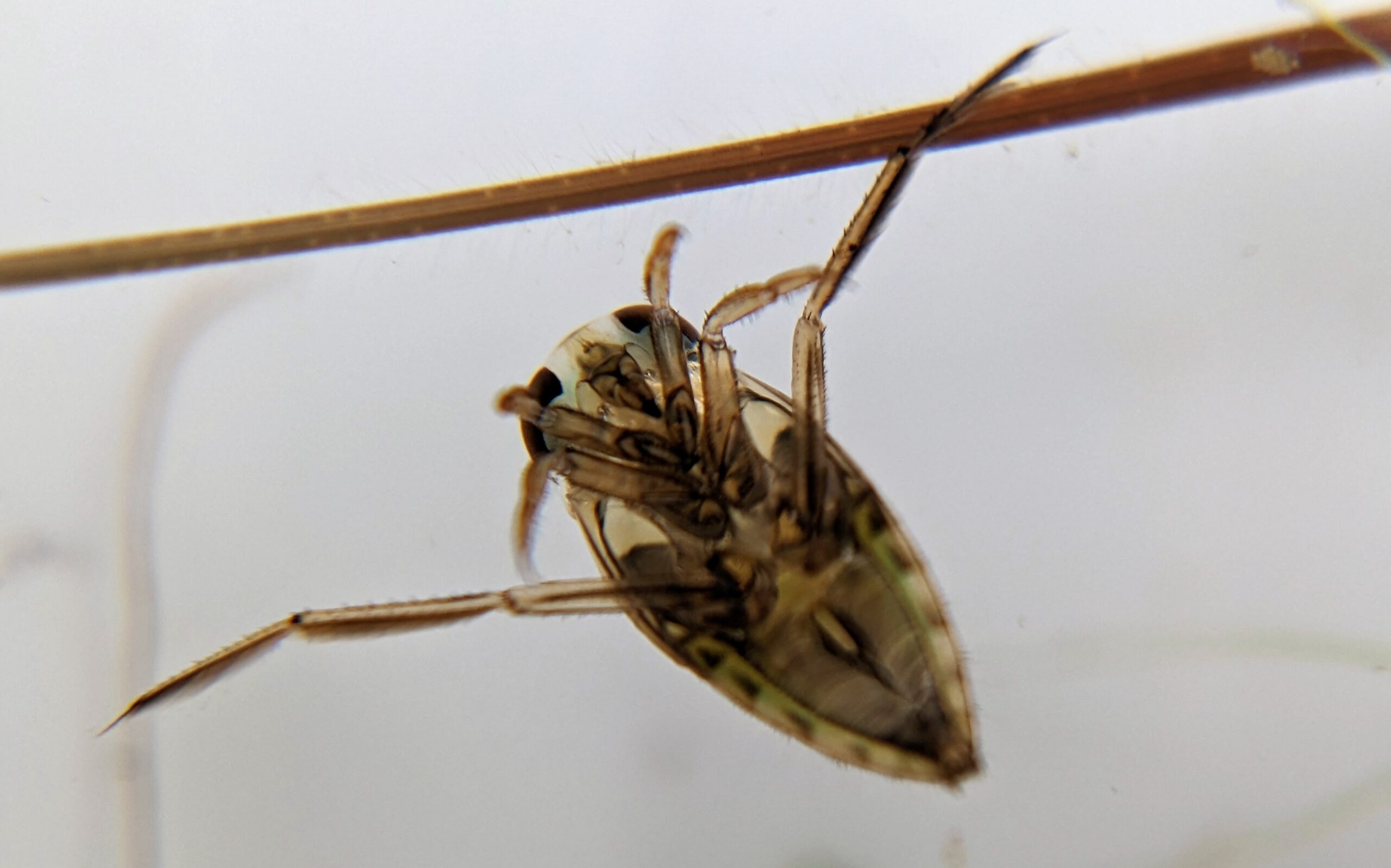 Backswimmer Life Cycle