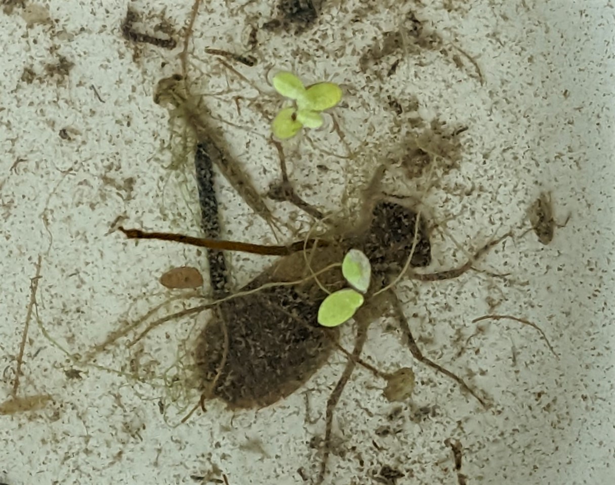 Life in a Pond: a fascinating microcosms