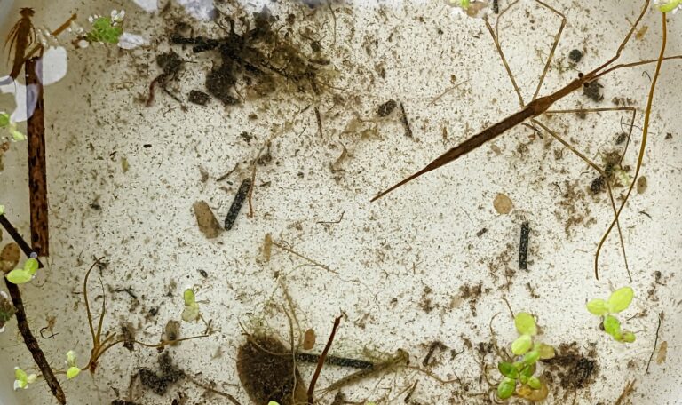 Life in a Pond: a fascinating microcosms
