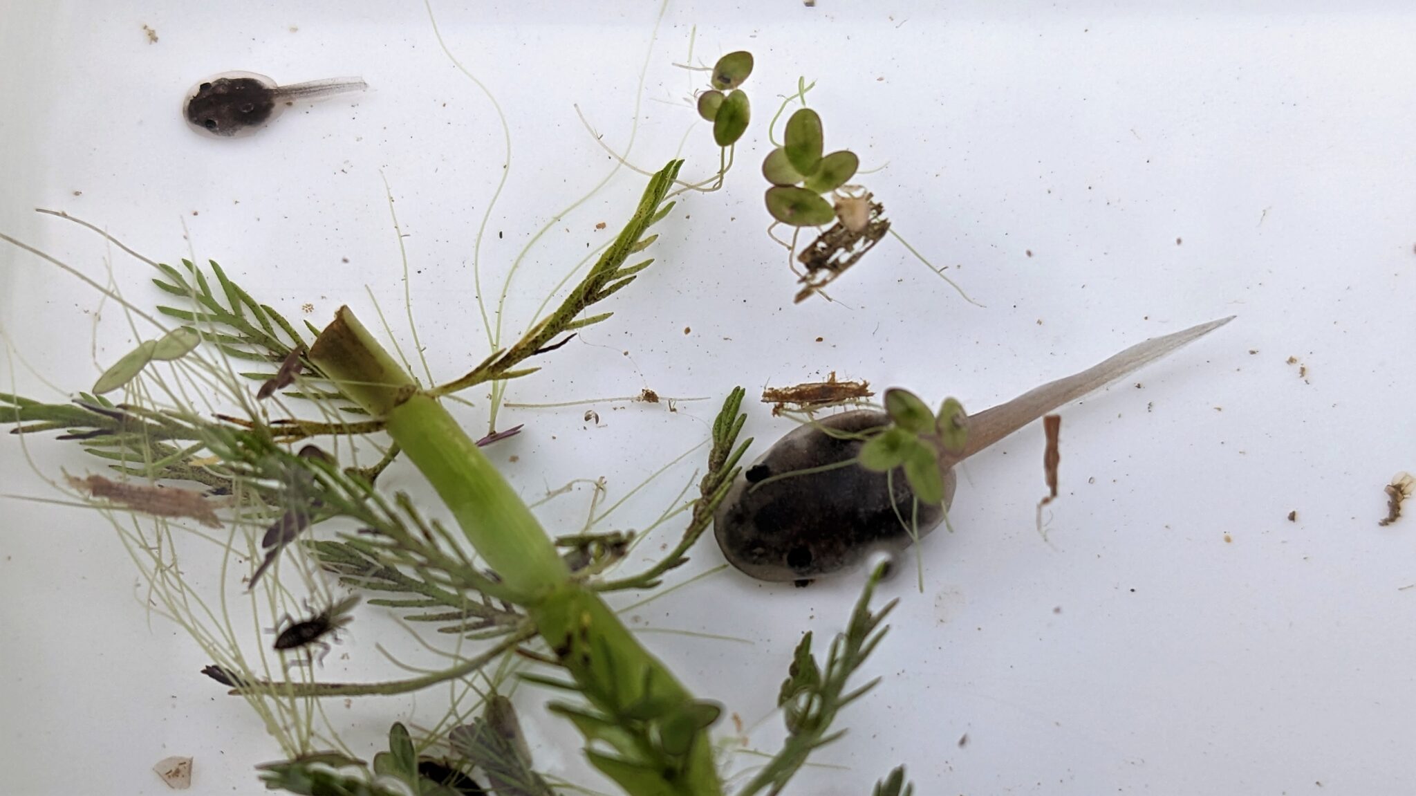 Life in a Pond: a fascinating microcosms