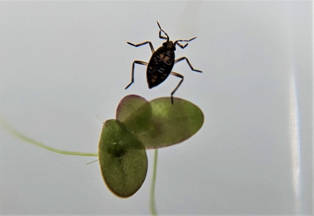 Life in a Pond: a fascinating microcosms