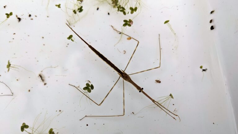 Life in a Pond: a fascinating microcosms