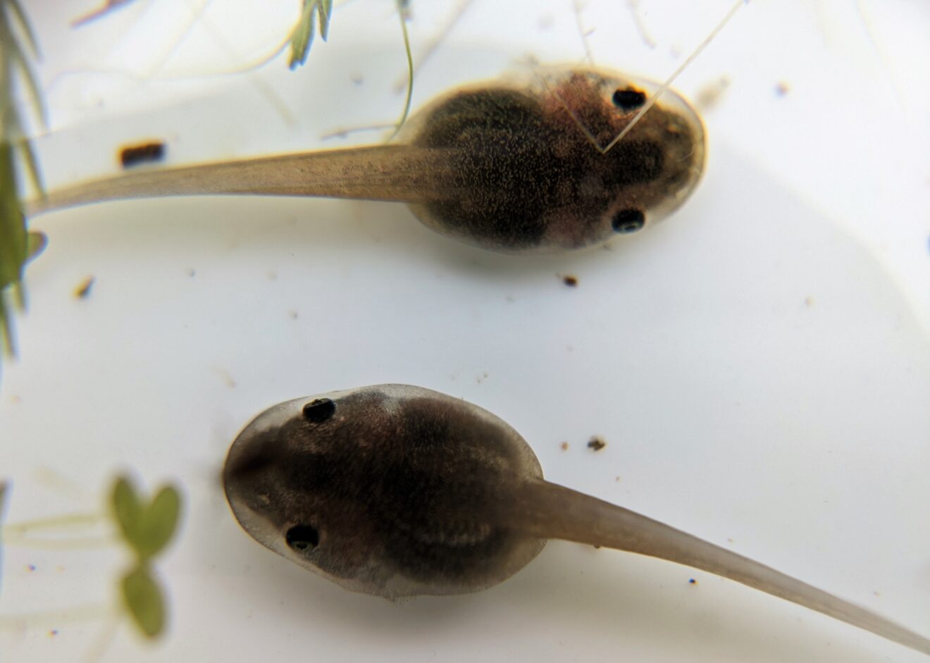 Life in a Pond: a fascinating microcosms