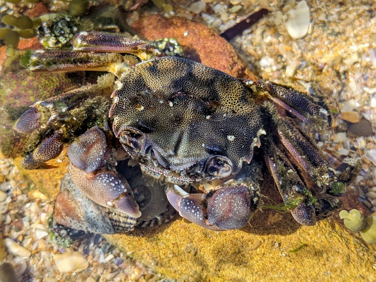 Life in Rock Pools