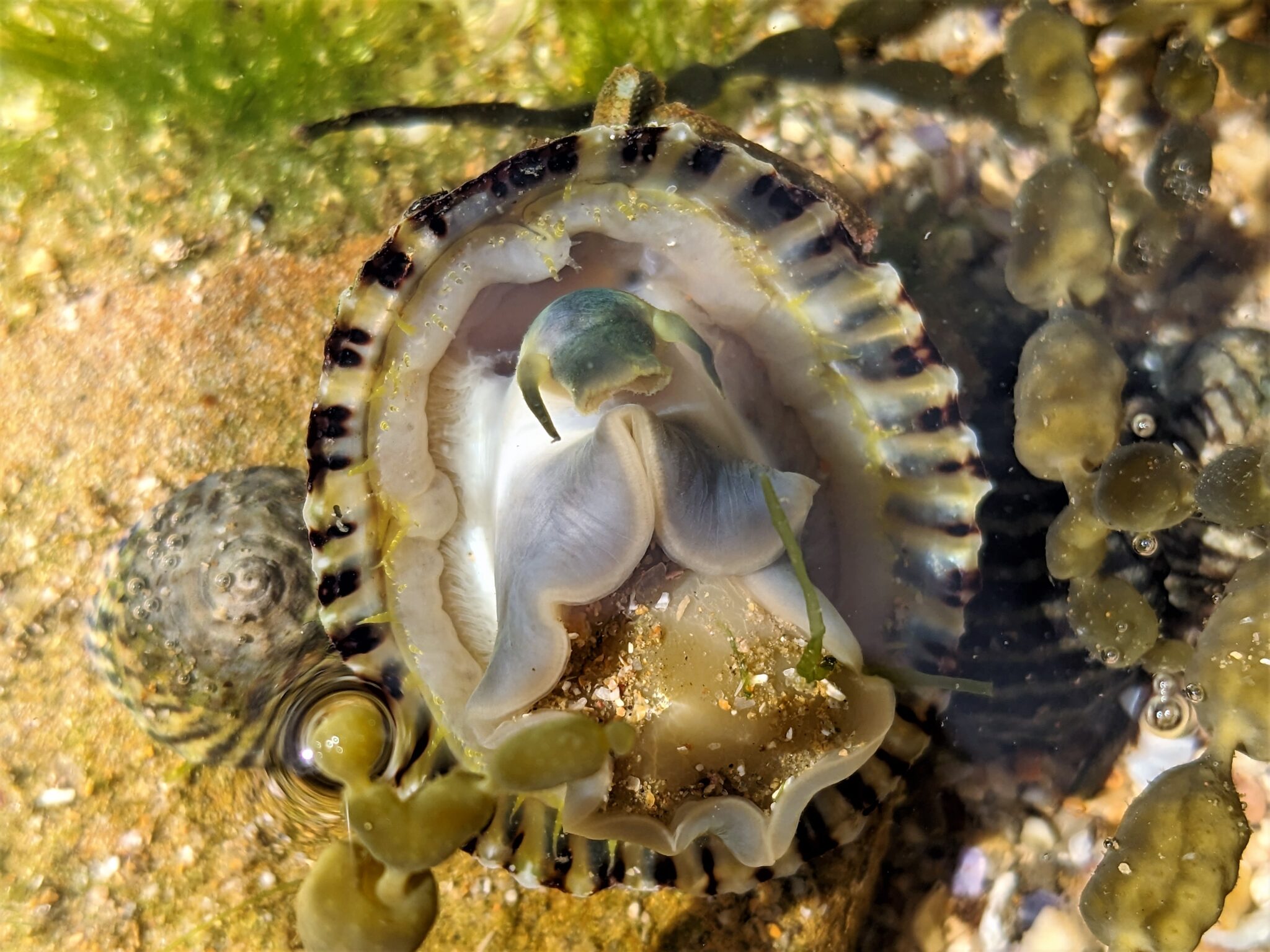Life in Rock Pools