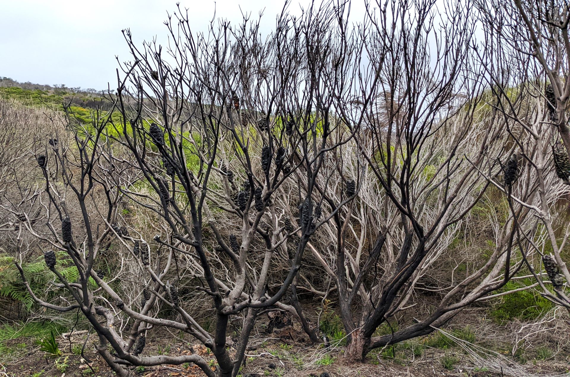 Plant and Animal Adaptations