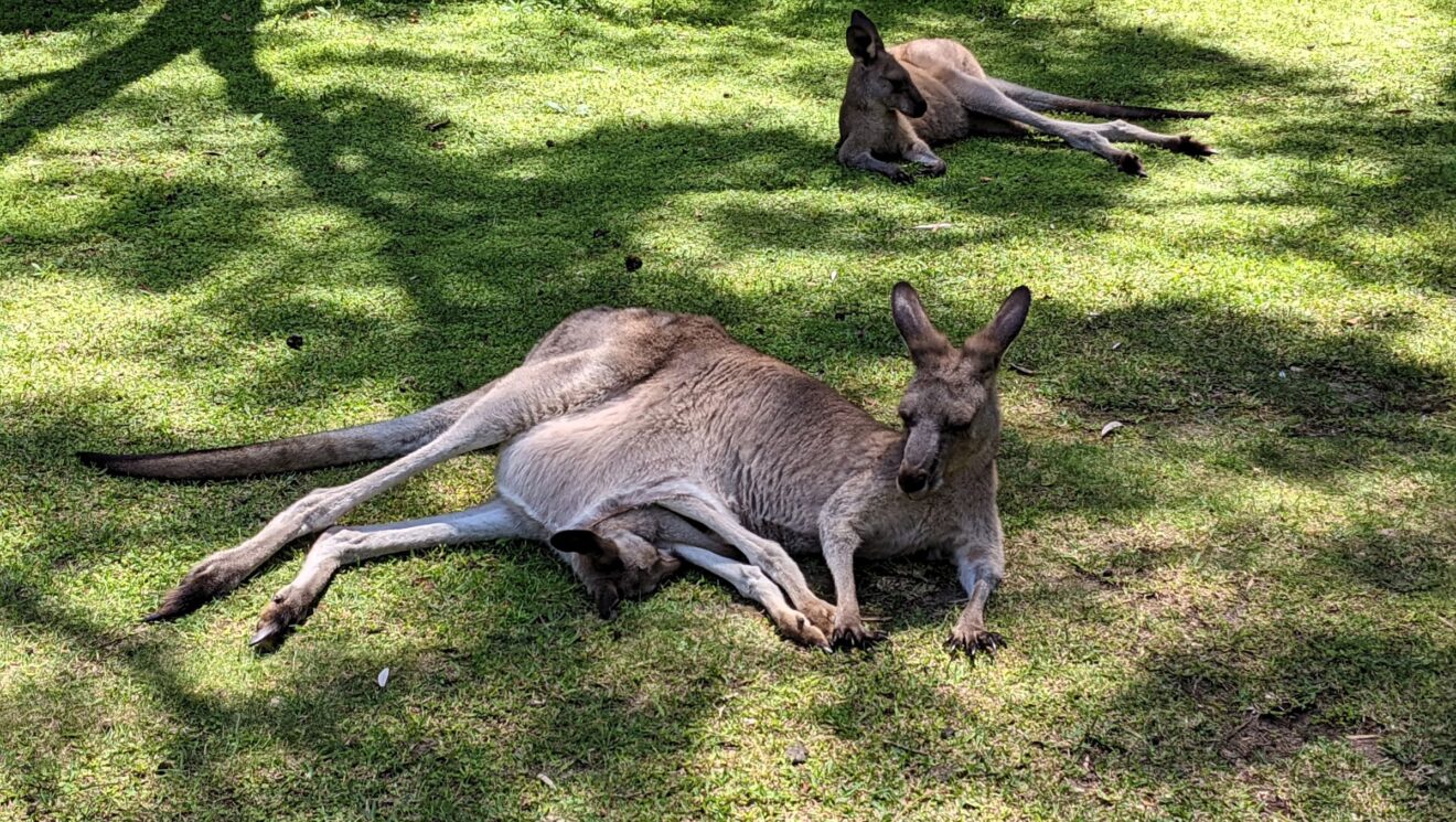 Plant and Animal Adaptations