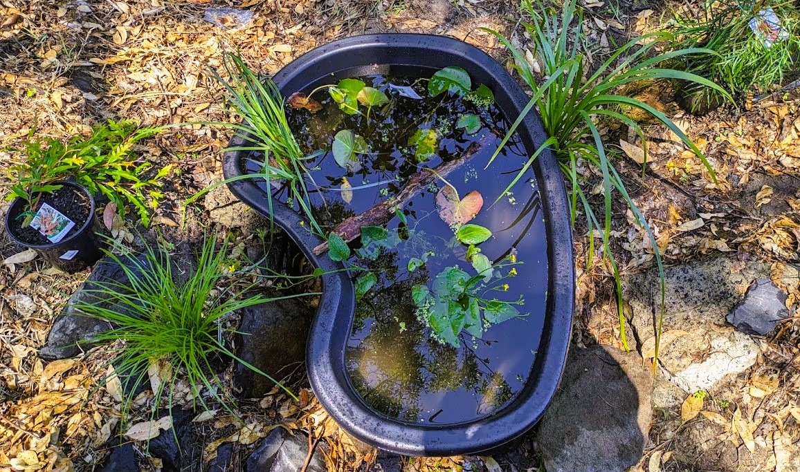 Making a Dragonfly Garden