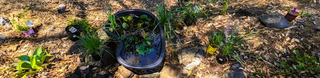 How to make a Dragonfly Habitat