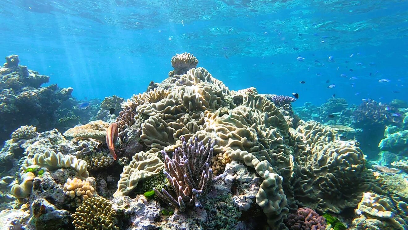 What are Coral Reefs?