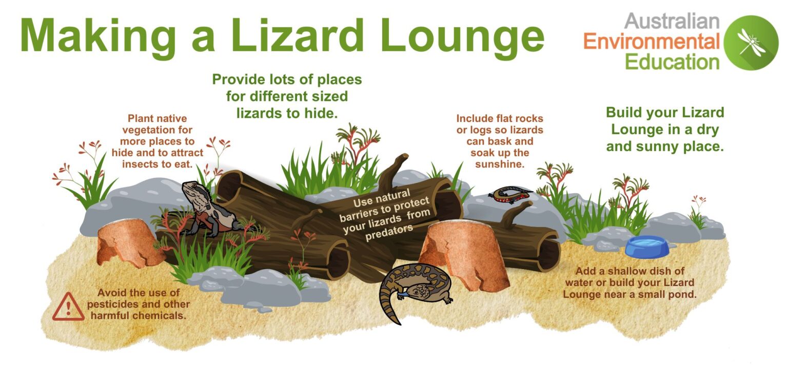 Making a Lizard Lounge