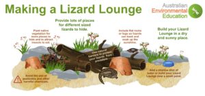 Making a Lizard Lounge