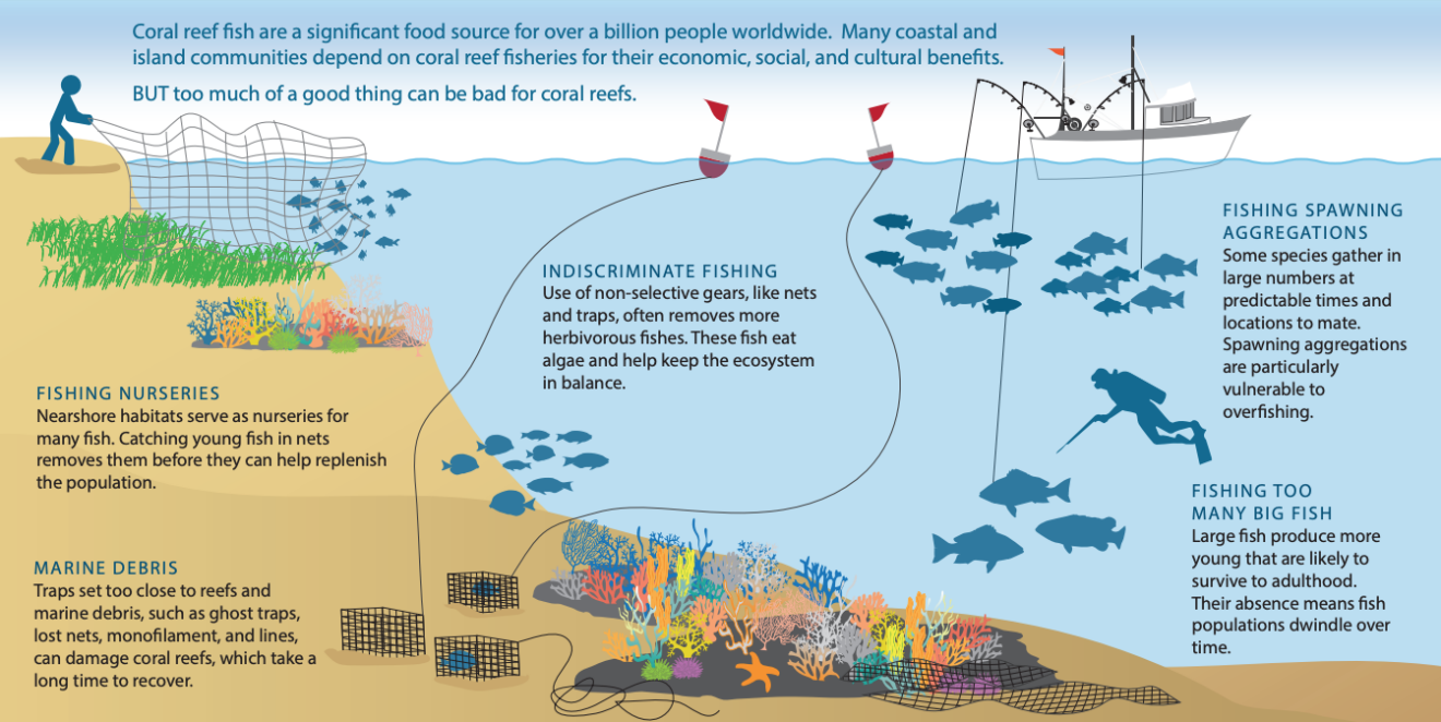 What are Coral Reefs?