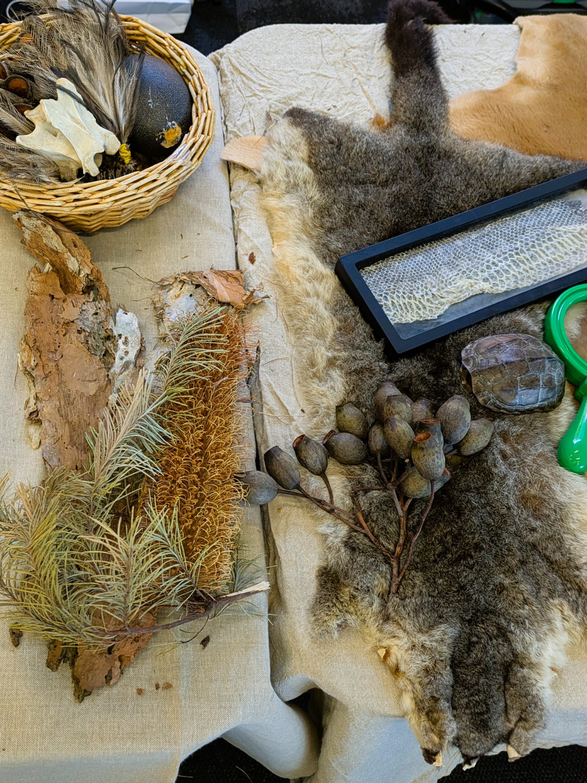 Awesome August - Australian Environmental Education