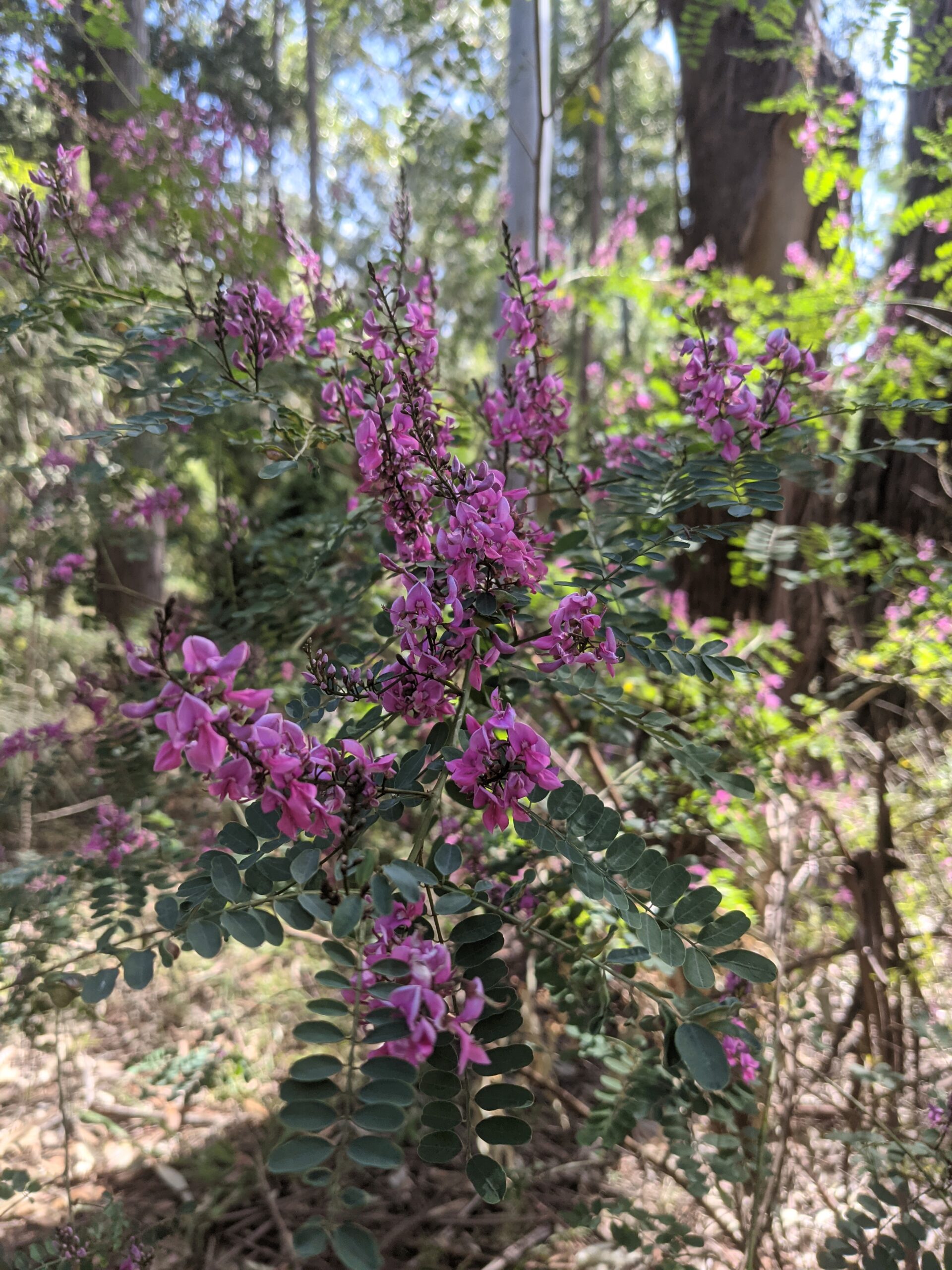 Citizen Science projects for school students