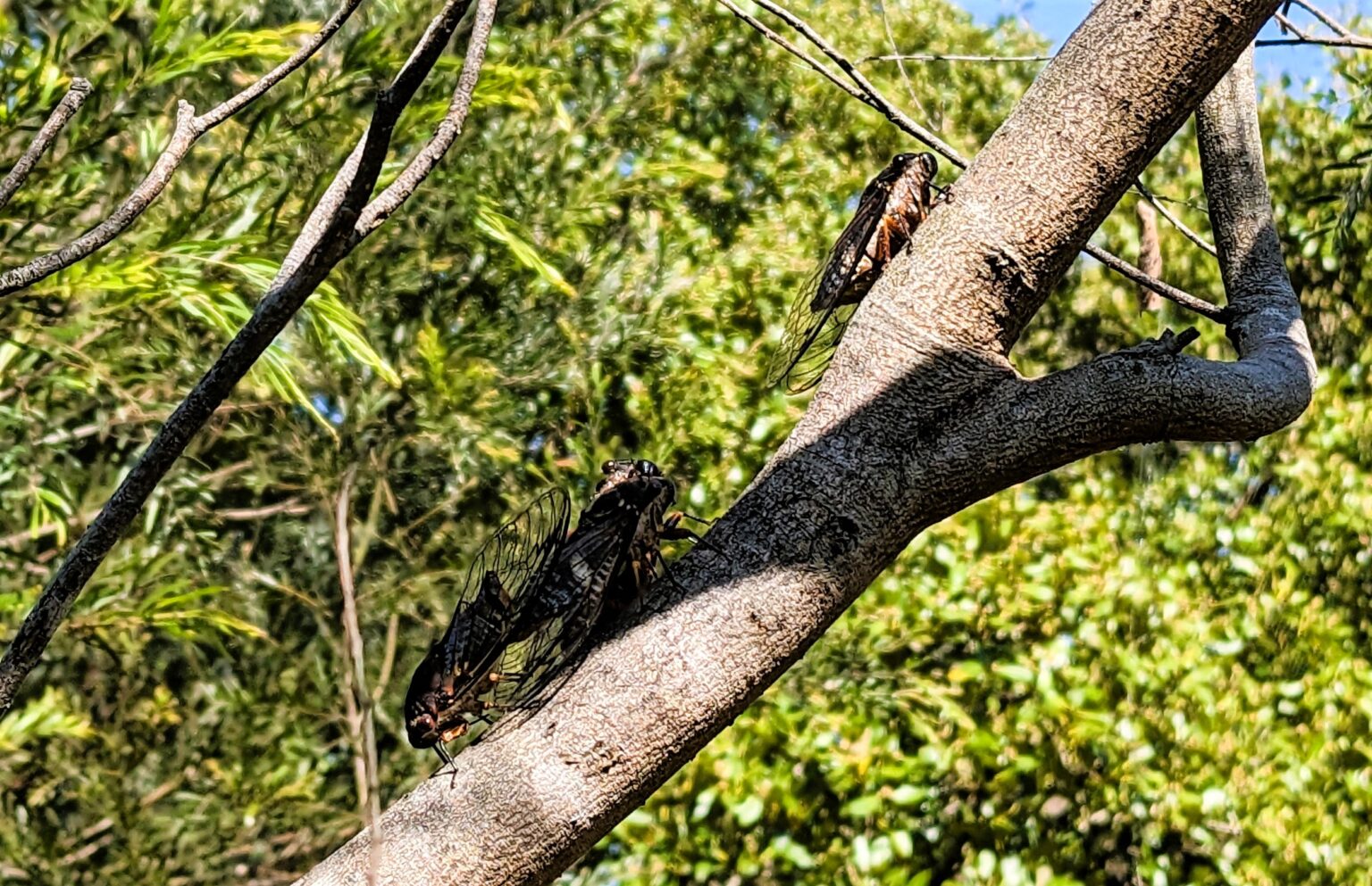 Cicada Season - Australian Environmental Education