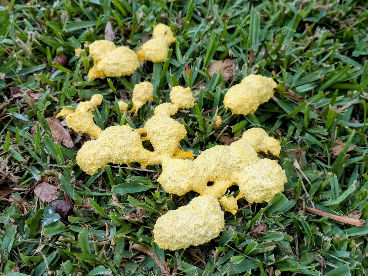 Slime Moulds: Nature's Mysterious Decomposers