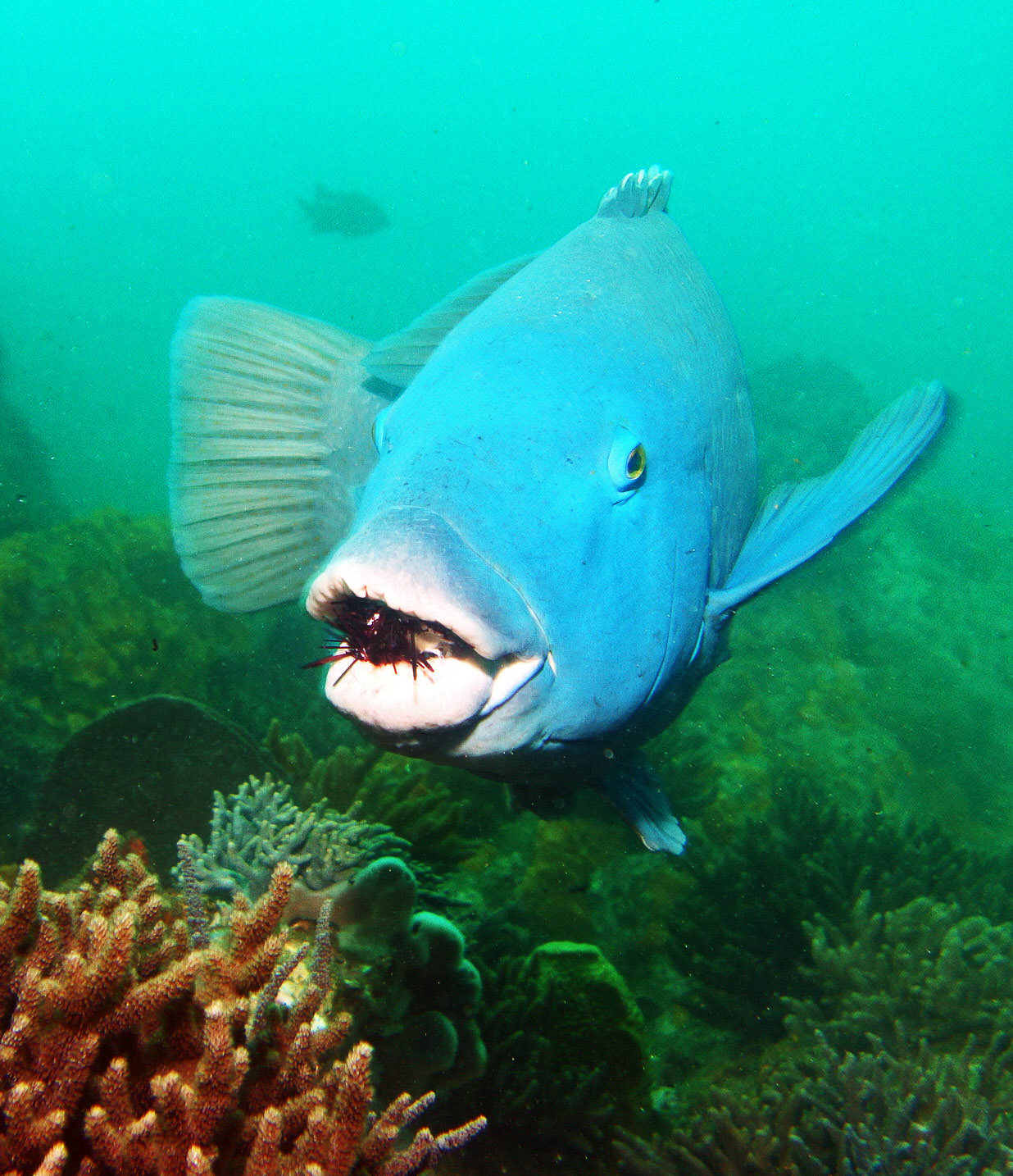 Exploring the Underwater World