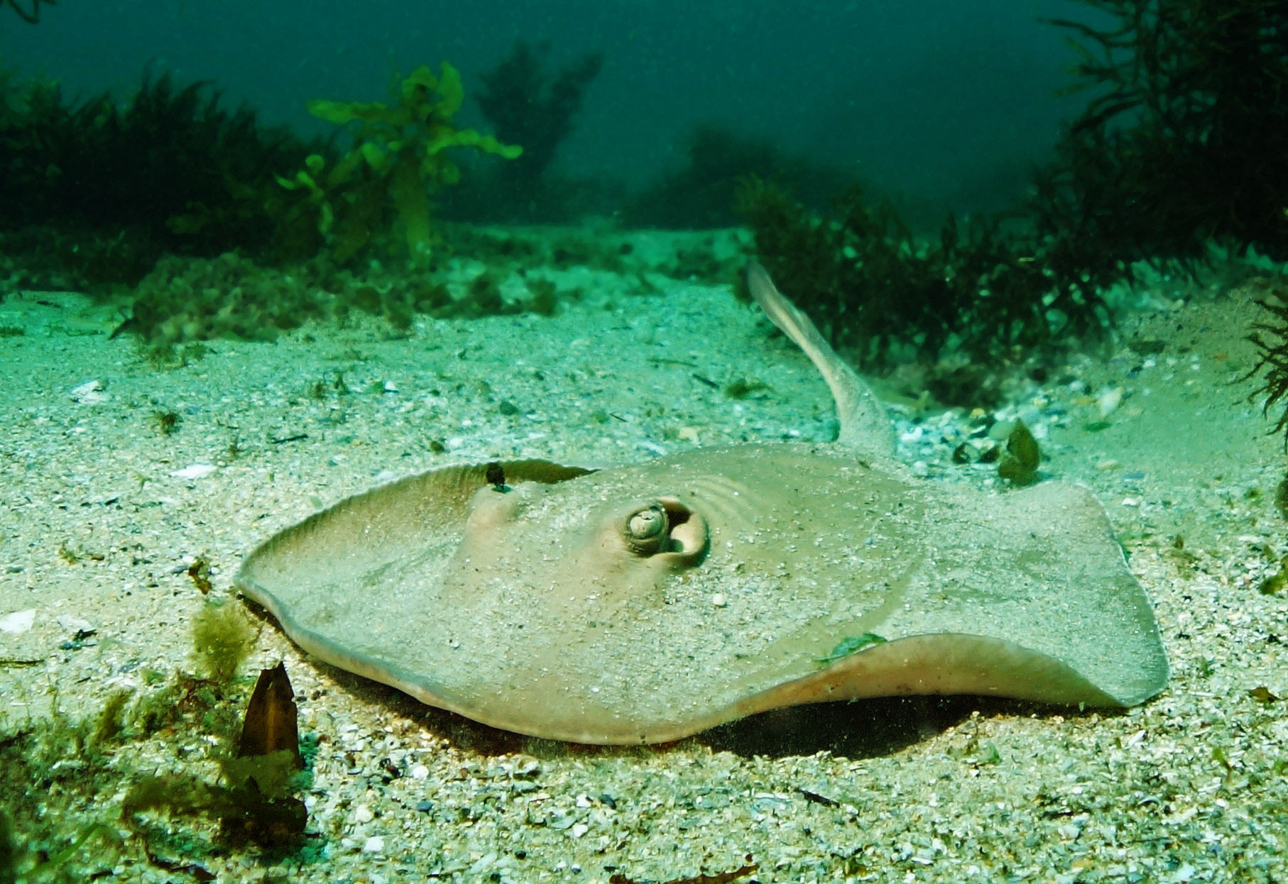 Exploring the Underwater World