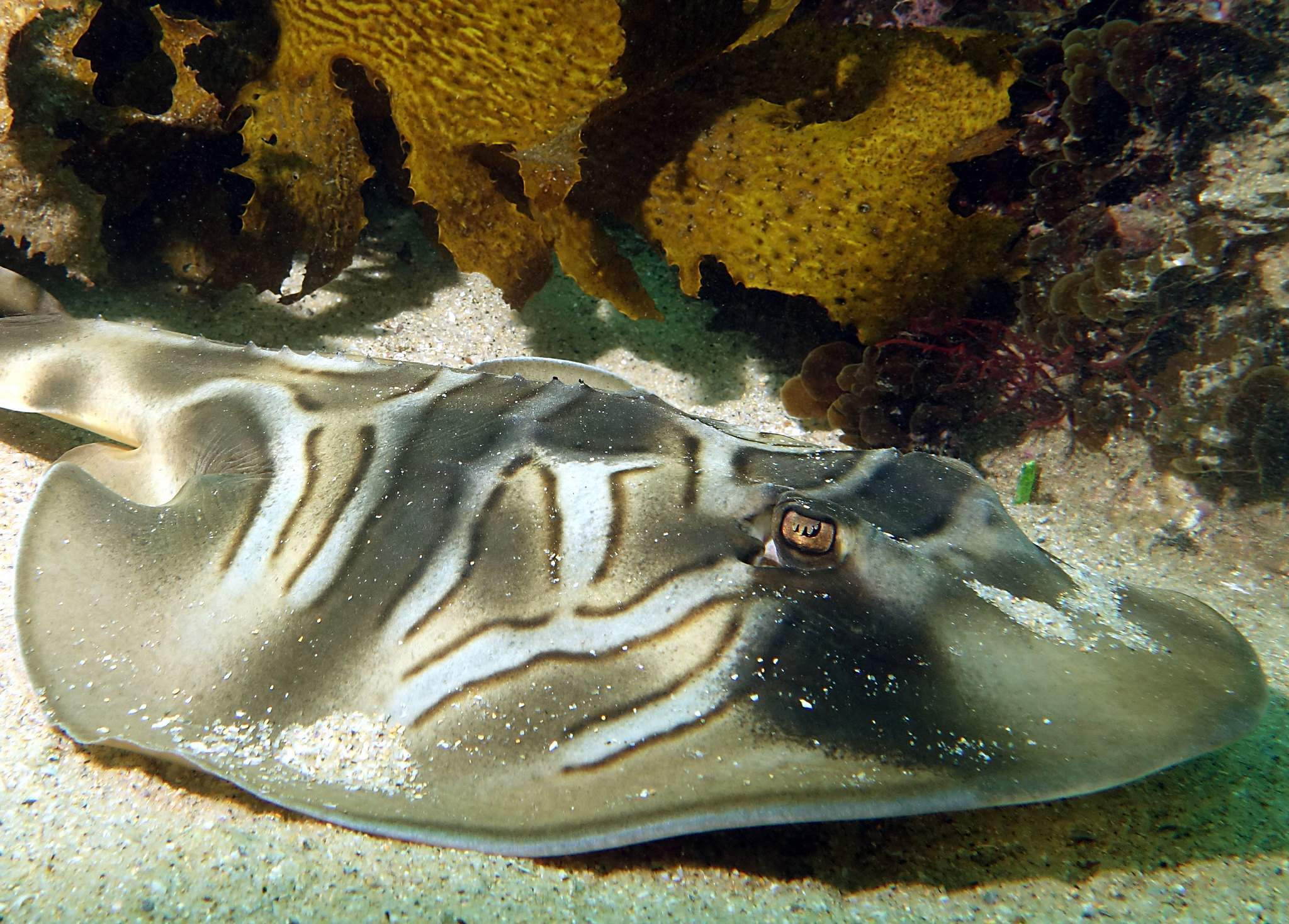 Exploring the Underwater World