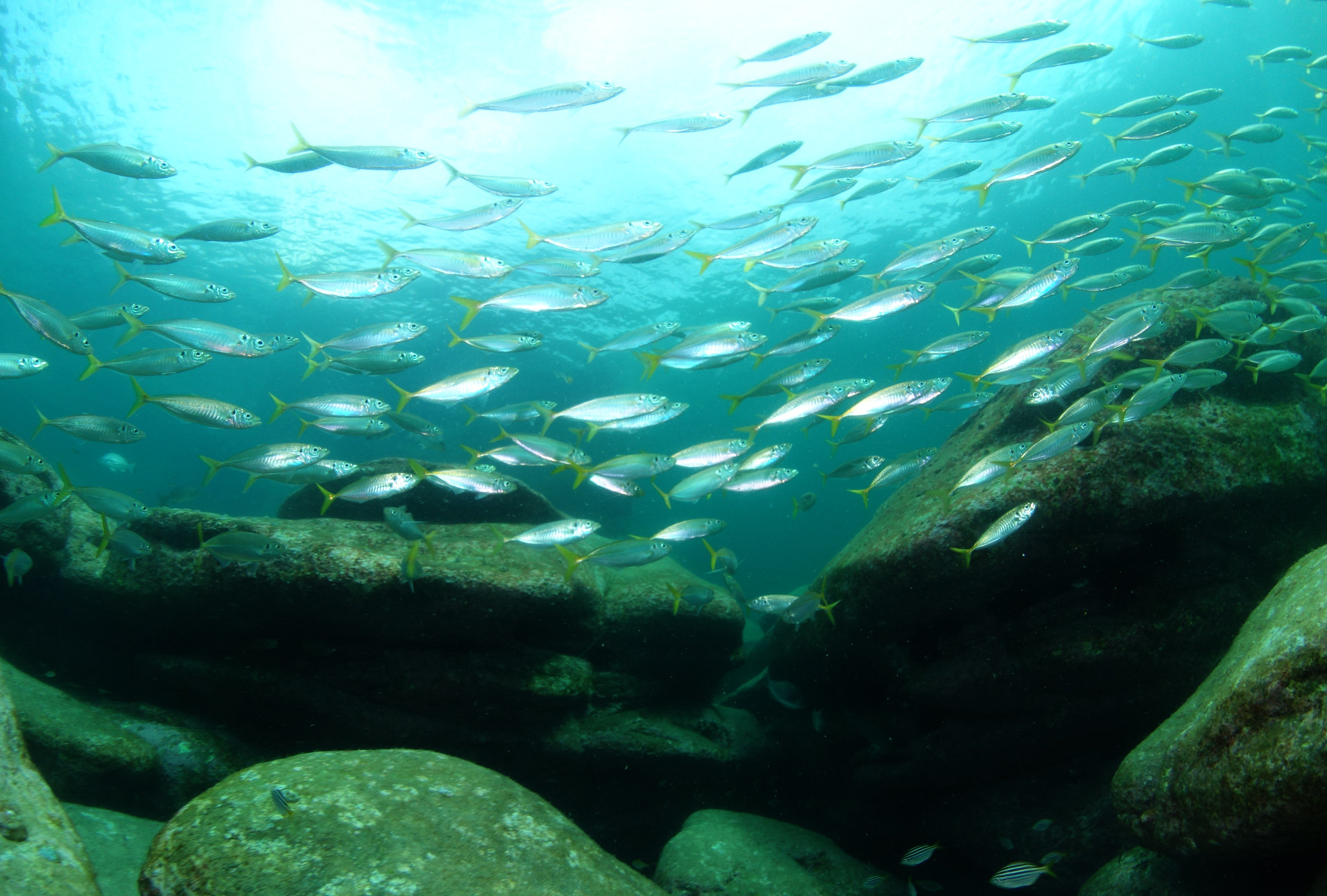 Exploring the Underwater World