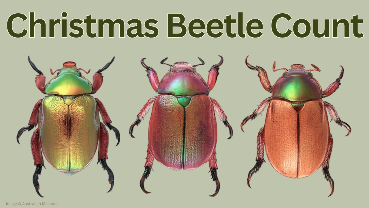 Where are all the Christmas beetles?